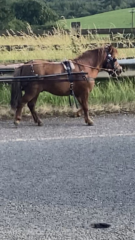 Small Pony Patent & Leather Driving Harness Black & Red To Fit 9hh To ...