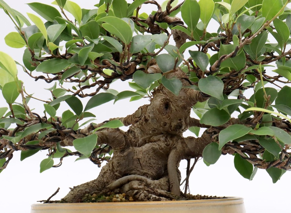 Ficus Microcarpa Specimen Bonsai | eBay