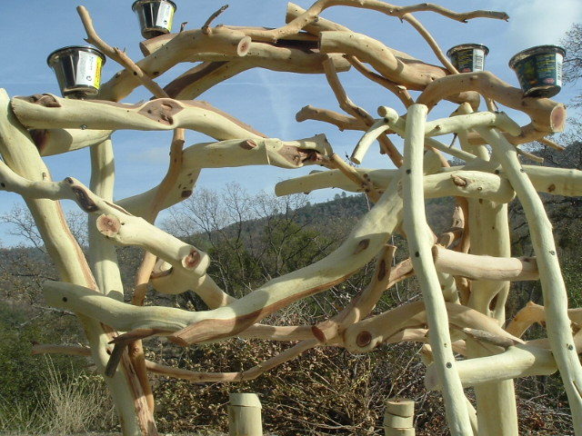 HUGE Double MACAW AF GRAY Sandblasted Manzanita Parrot Tree Stand bird ...