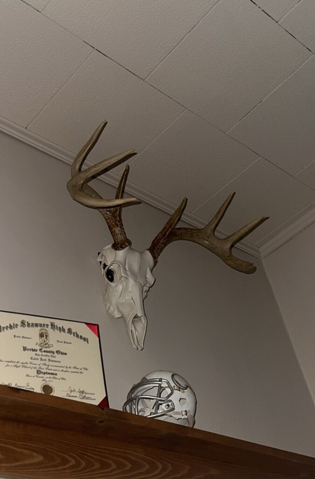 Super Wide european deer skull mount 8pt Fake Skull | eBay