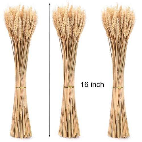 300 Stems 16 Inch Dried Wheat Sheaves, Natural Wheat Stalks Bundle Fall ...