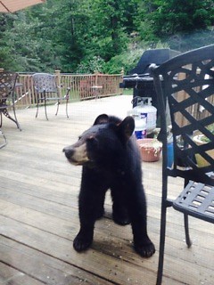 Varitone 6 Position Switch Dial Control Number Plate 4 Gibson Es-345 ...