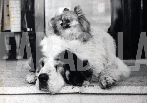 Photo De Presse Vintage France, Cani Au Congrès, 1961, Tirage 18x13 Cm ...