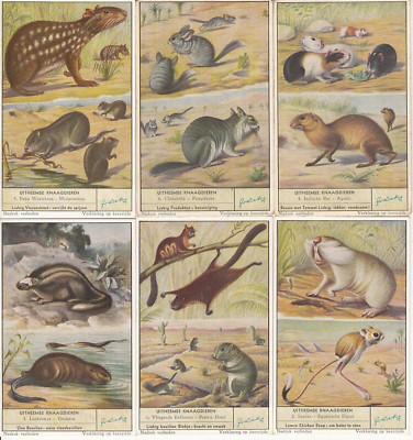 Chromos LIEBIG rodent animals crested blind mole rat chinchilla rats | eBay