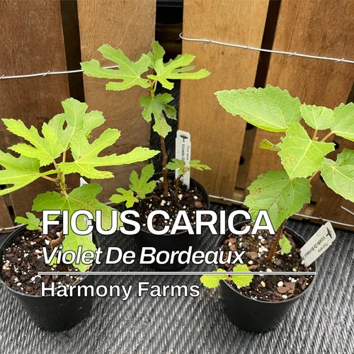 Fig Tree Live Plant - Ficus carica 'Violet De Bordeaux' | eBay