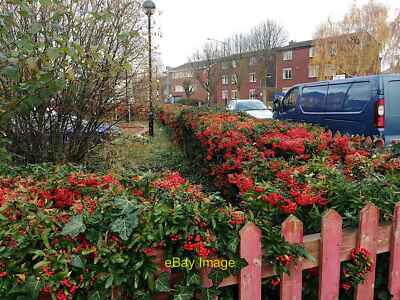 Photo 12x8 Pyracantha hedge Warwick Hospital The person or perhaps the ...