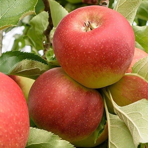 Duo Fruit Tree Apple 'Elstar' and 'Golden Delicious' | eBay UK