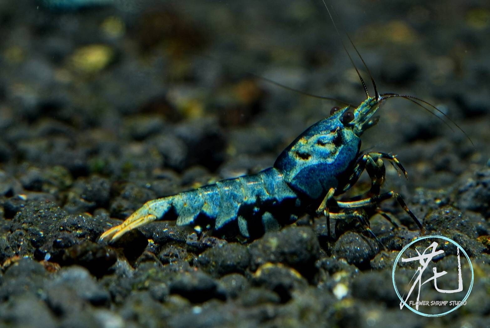 [PRESALE] 5 High Grade Metallic Blue Boa - Champion Flower Genetics ...