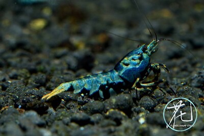 [PRESALE] 5 High Grade Metallic Blue Boa - Champion Flower Genetics ...