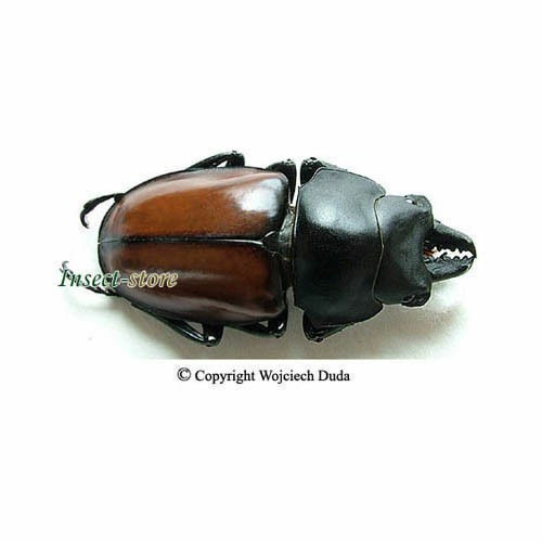 Neolucanus nitidus male + 40mm | eBay