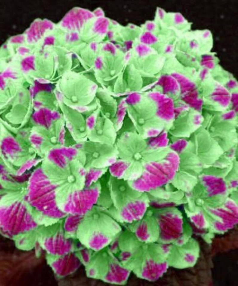 20 HYDRANGEA FLOWER SEEDS rare exotic ball bloom plant garden bush b ...