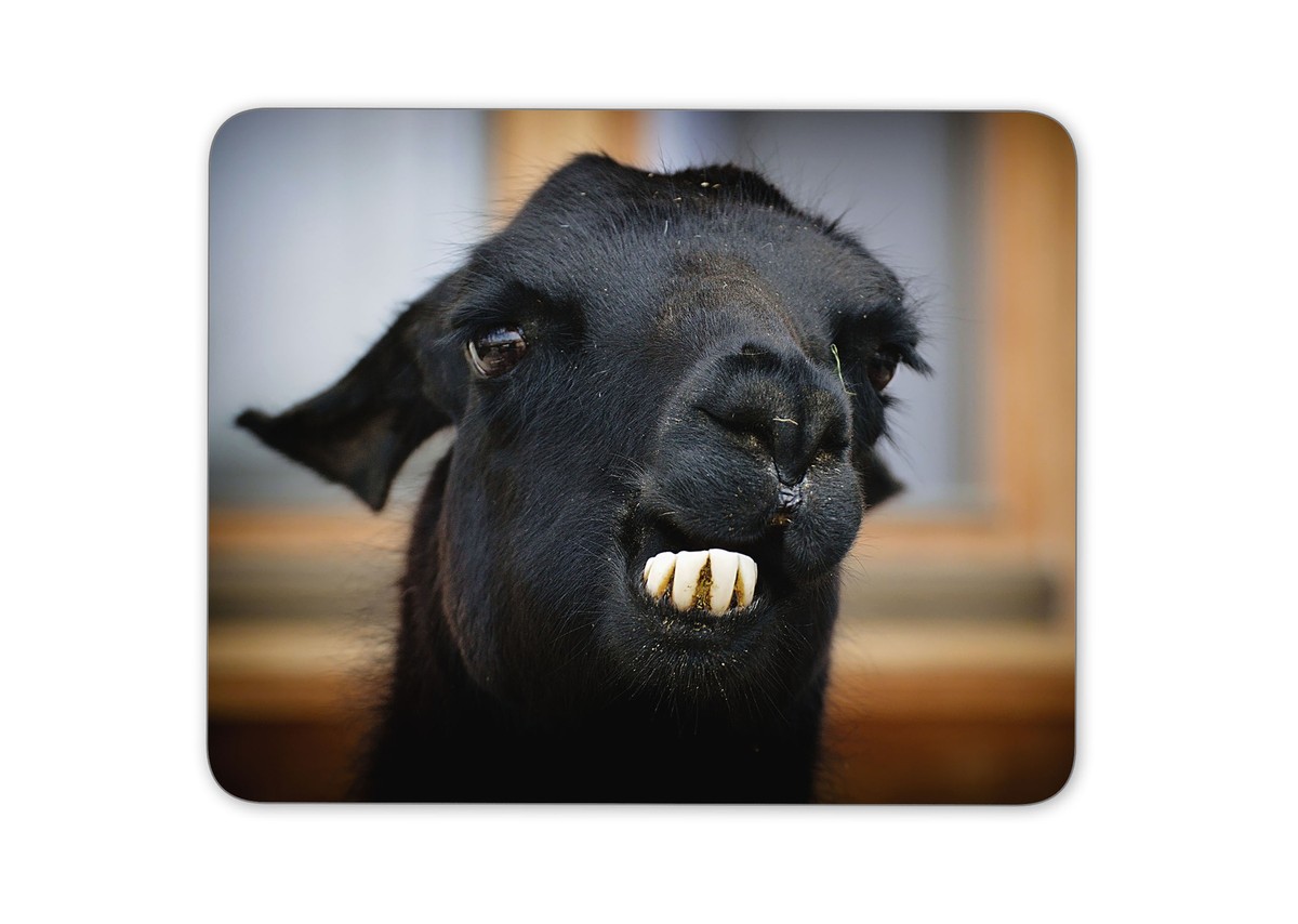 Goat Smiling With Teeth