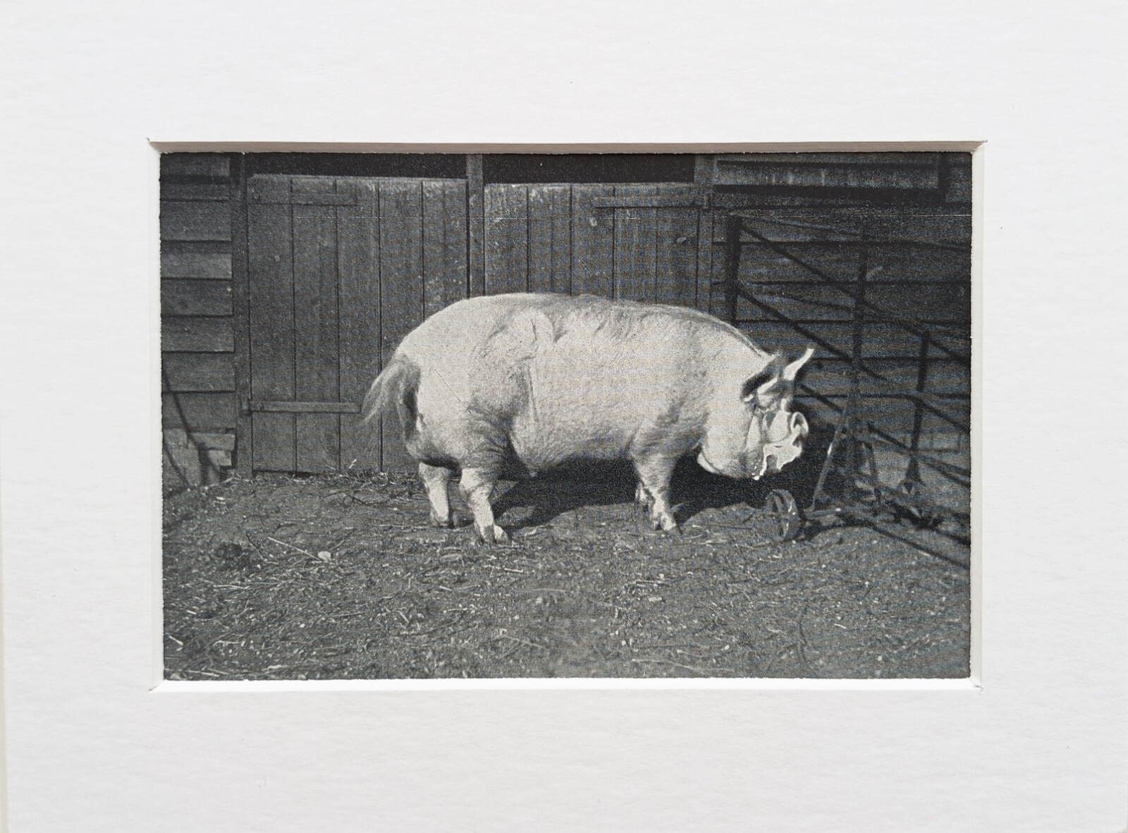 Middle White Boar Pig - Antique 1900s B/W Photographic Livestock Print ...