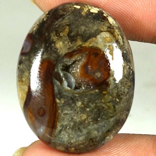100% Natural Designer Fossil Colus Oval Cab Loose Gemstones 27x22x07mm ...
