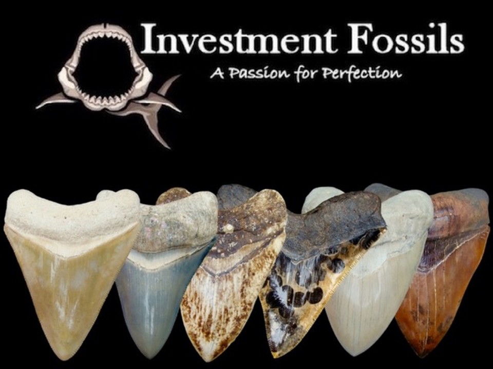 Megalodon Shark Tooth Real Fossil - 4.47” XL BIG Sharks Teeth | eBay