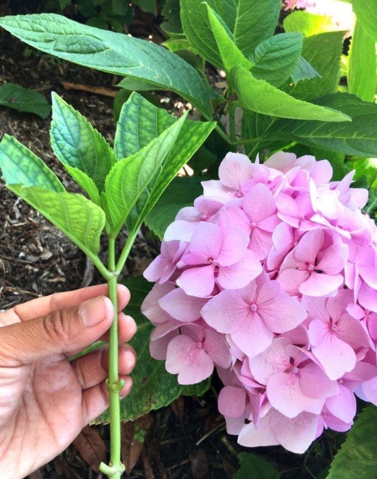 3 X MIXED HYDRANGEA MACROPHYLLA DECIDUOUS /UNROOTED CUTTINGS app 15cm ...