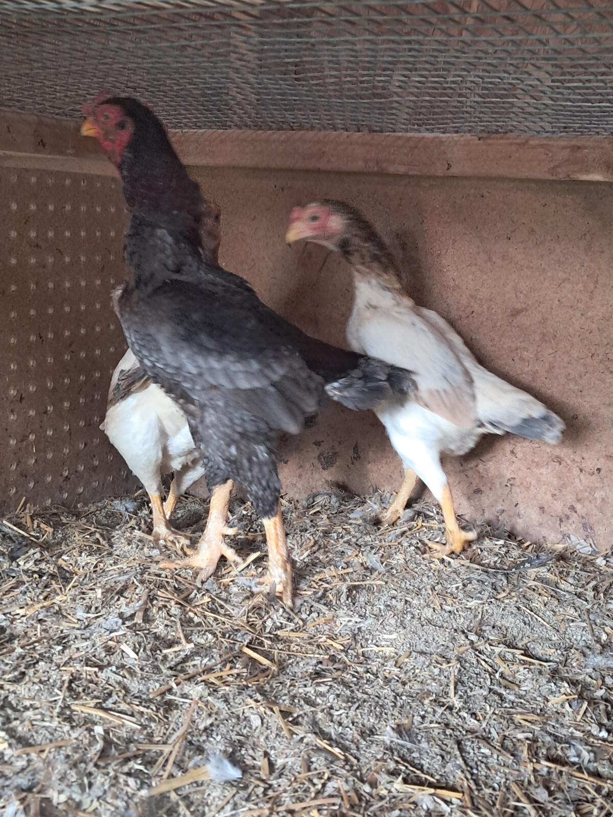 Ko shamo bantam chicken hatching eggs 6+ | eBay