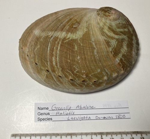 Haliotis laevigata. Green Lip Abalone. Great shape. 135 mm. From ...