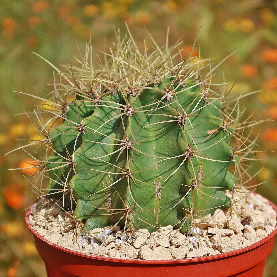 Blue Barrel Cactus - Ferocactus glaucescens cactus Cacti Succulent real ...