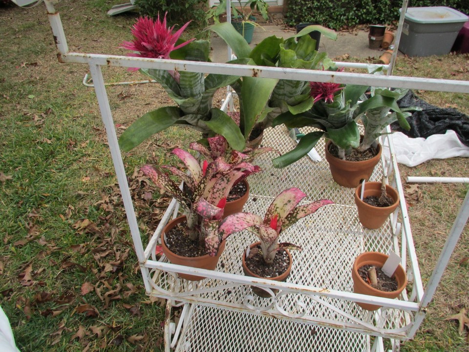 8 assorted bromeliads mix lot SMALL plants neoregelia vriesea ...