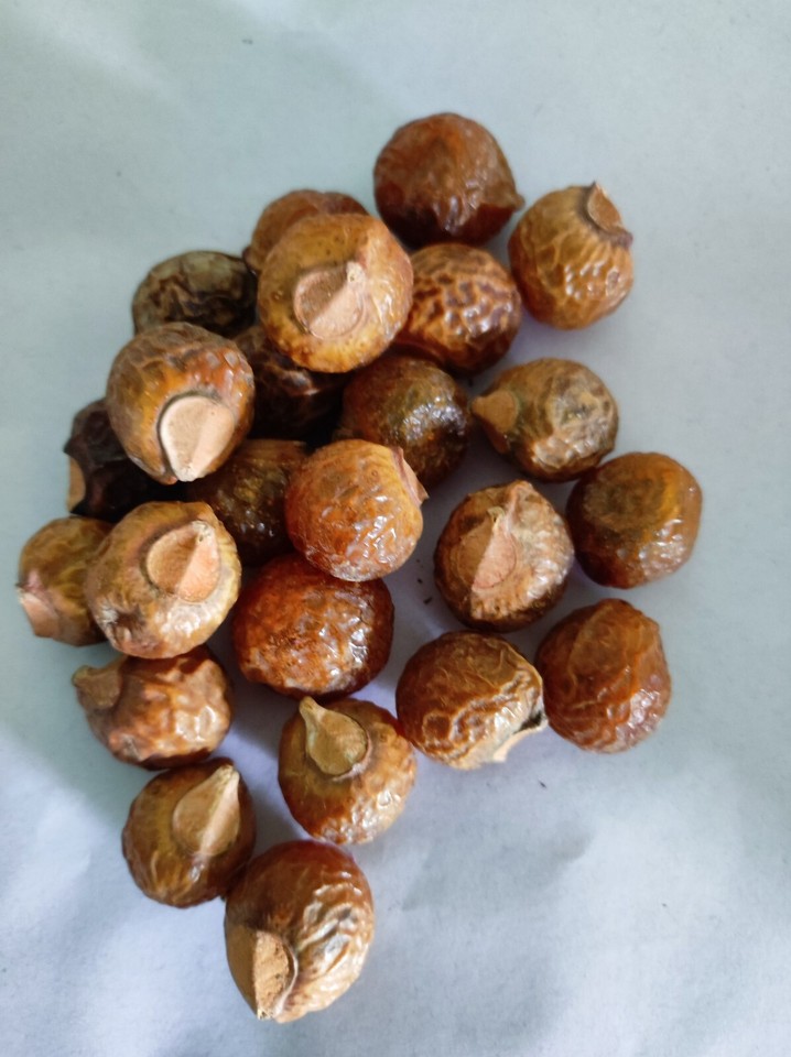Aritha Reetha Fruits, Soap Nuts, Sapindus Indian Raw Whole Herbs for ...