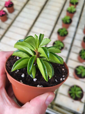Piper - Peperomia Firesparks | eBay.de