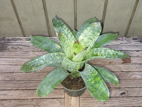 Vriesea gigantea nova rare bromeliad 4''pot | eBay