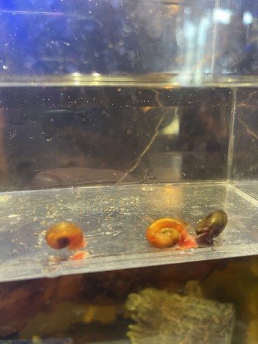 6 LARGE Pink Brown Ramshorn Live Designer Snails Freshwater Aquarium ...
