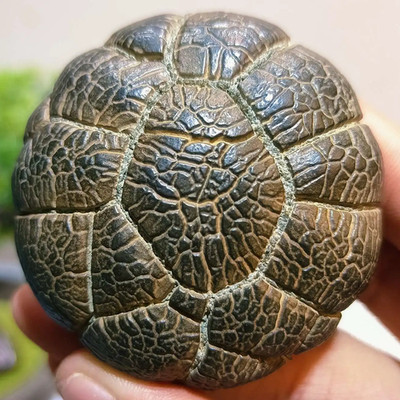 Natural Gobi Agate "Tortoise Back Pattern" Stone Moire Stone Collection ...