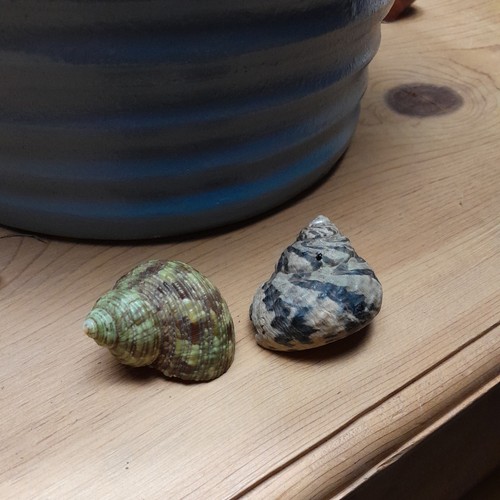 Green Turban Shell Turbo Marmoratus 3" x 2.5" | eBay