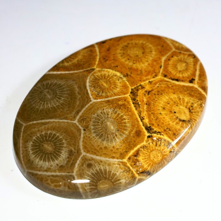 WHOLESALE LOT NATURAL HEXAGONARIA PETOSKY CORAL OVAL CABOCHON GEMSTONE ...