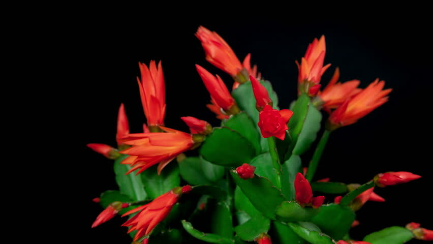 1 RED Easter/Spring Cactus Schlumbergera gaertneri live plant cutting ...