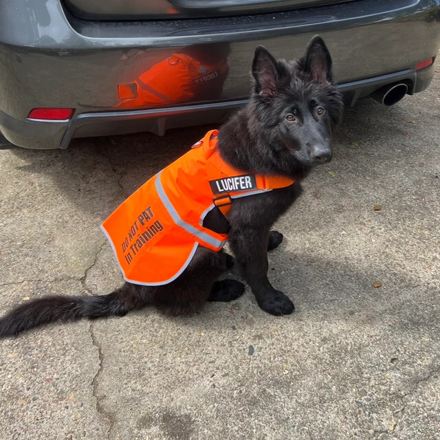 Personalised High Vis Dog Coat Custom Printed Hi Viz Pet Safety Vest Reflective | eBay