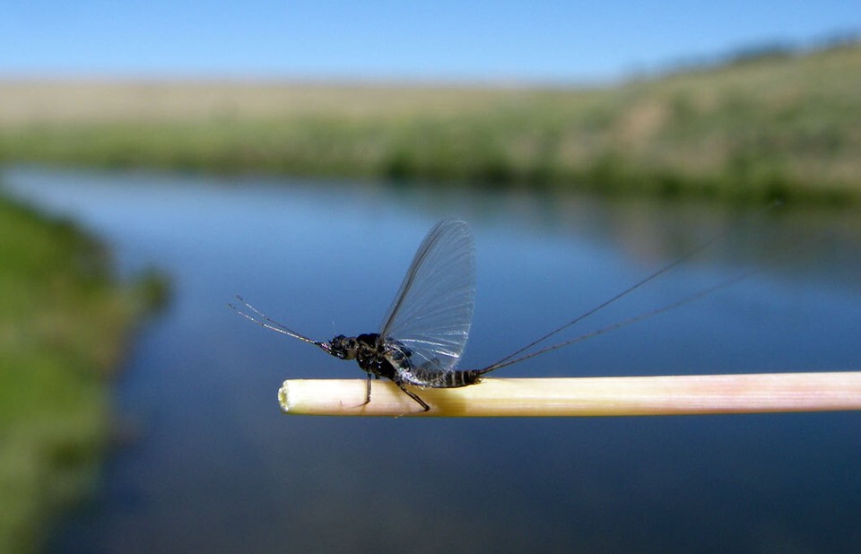 RS2 Nymph Emergers Foam Wing Black - Premium Trout Fly Fishing Flies | eBay