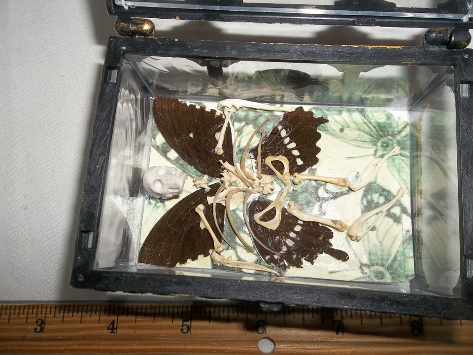 Dead Fairy Forensic Bones Fancy Display Box Sideshow Gaff Oddities ...