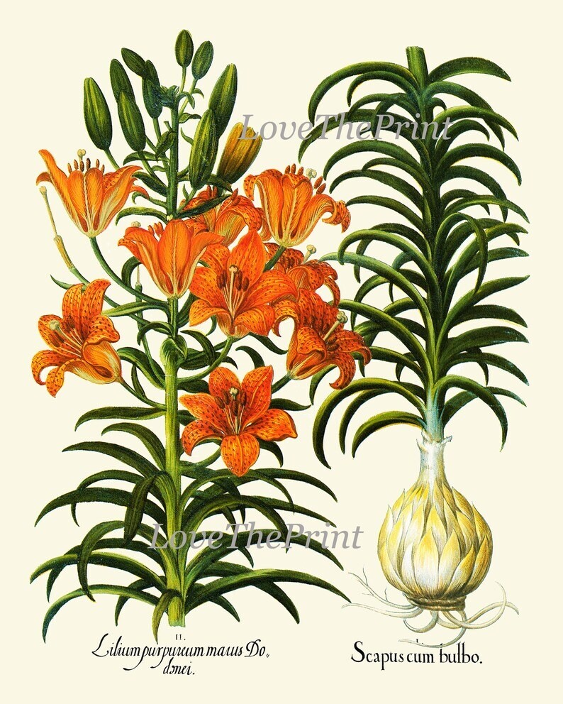 Lily Lilies Flower Botanical Prints Wall Art Set of 3 Beautiful Antique ...