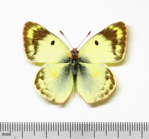 PI0329 Colias alta alta 1m Pieridae Kyrgyzstan | eBay