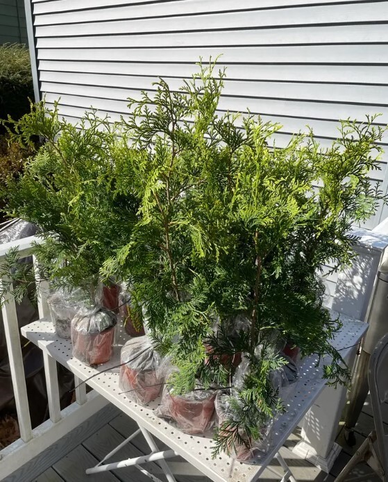 Baby Giant Arborvitae Tree 1-2ft Evergreen Fastest Growing Tree ...