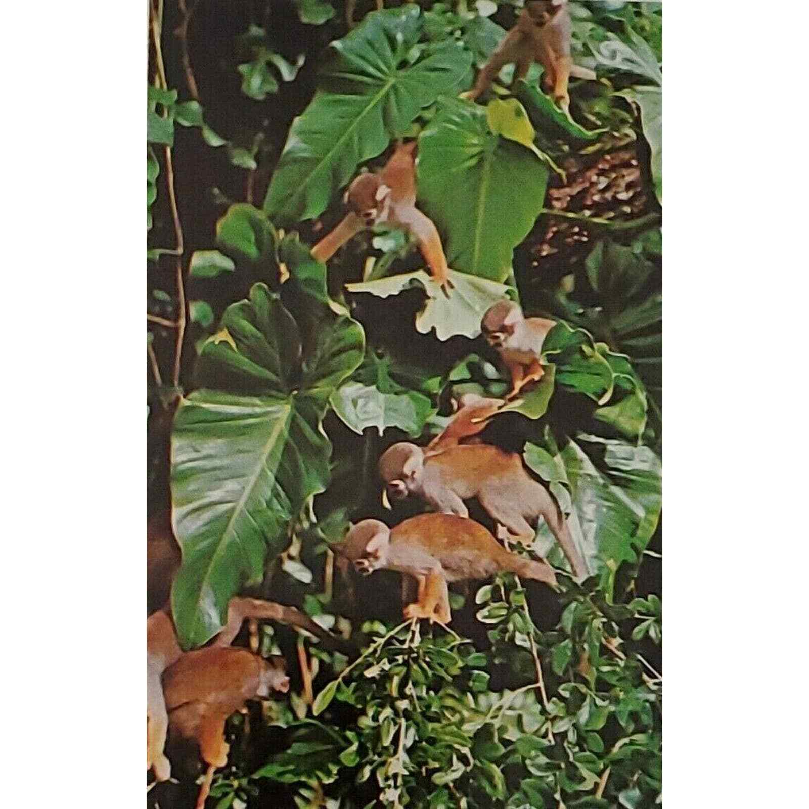 Monkeys Miami Monkey Jungle Humans Caged Monkeys Free Miami FL Postcard ...