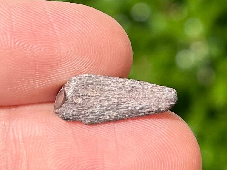 Dinosaur Claw Fossil from Niger Theropod Dino Bones Kryptops ...