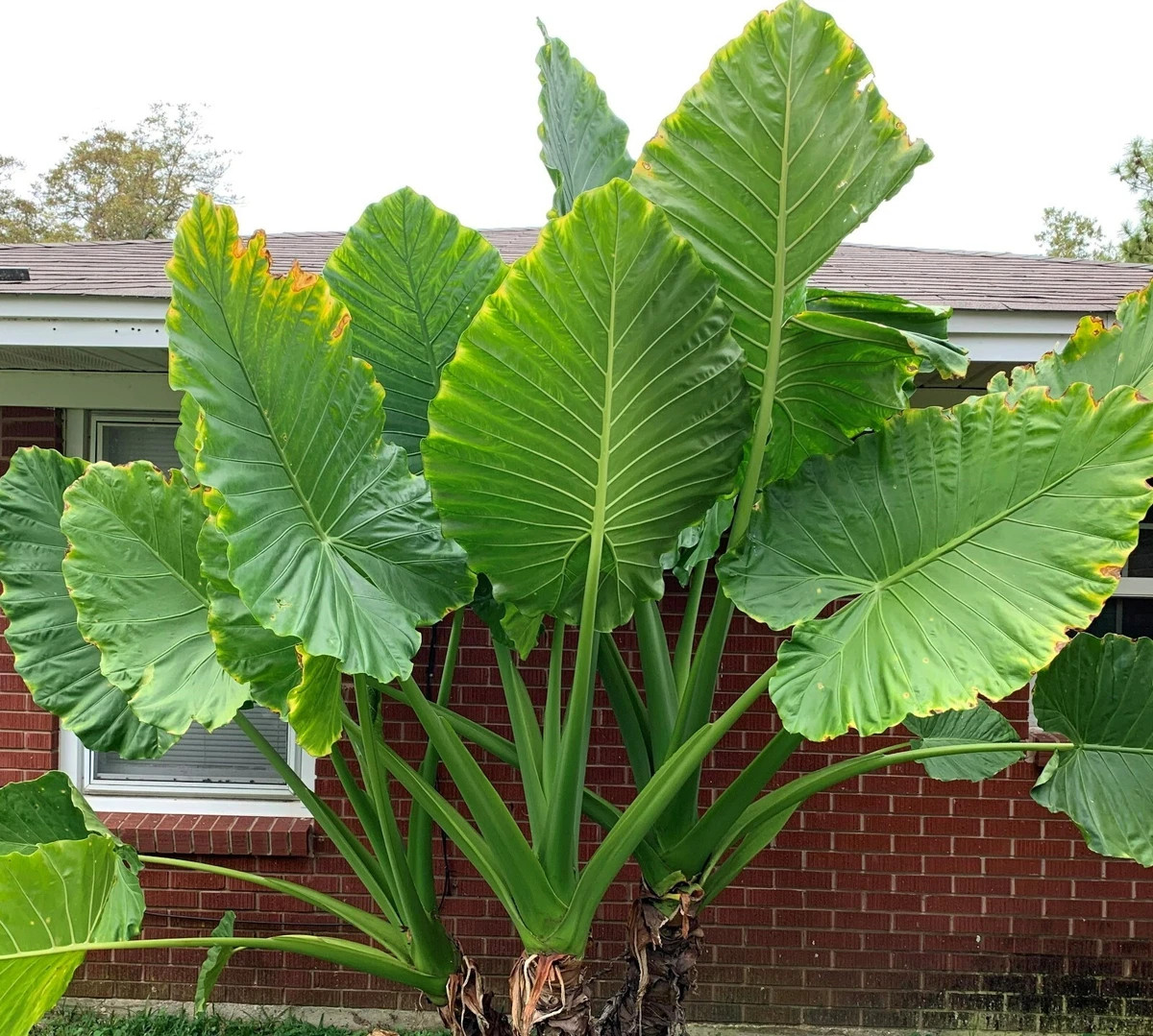 Taro Plant