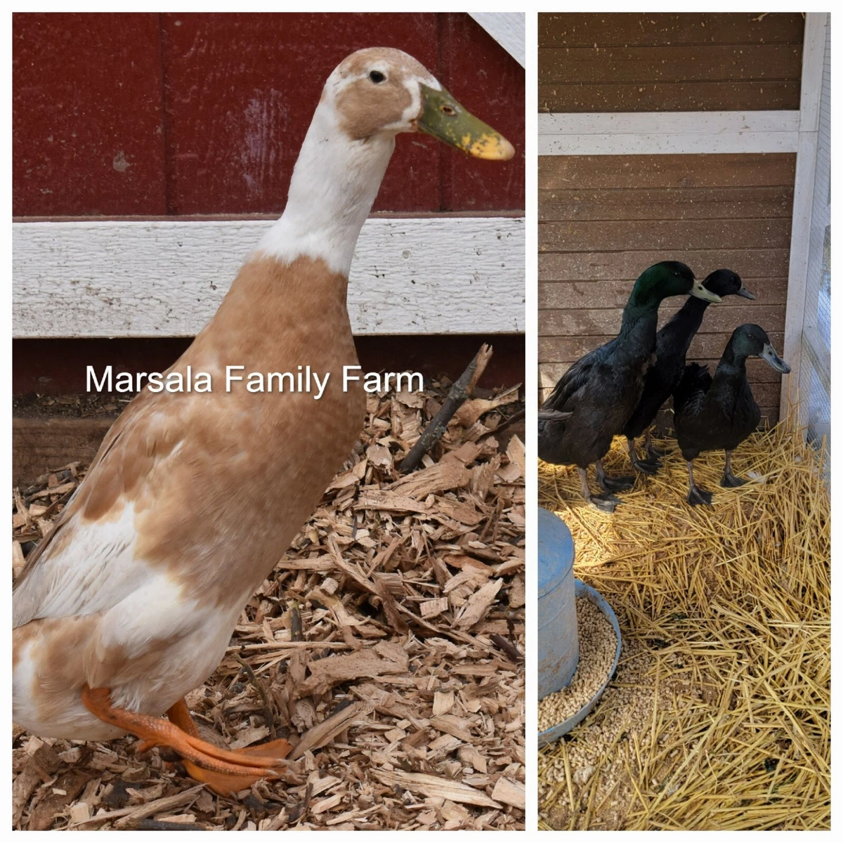 Black Indian Runner Duck