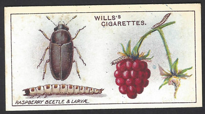 WILLS - GARDEN LIFE - #30 RASPBERRY BEETLE AND LARVAE | eBay UK