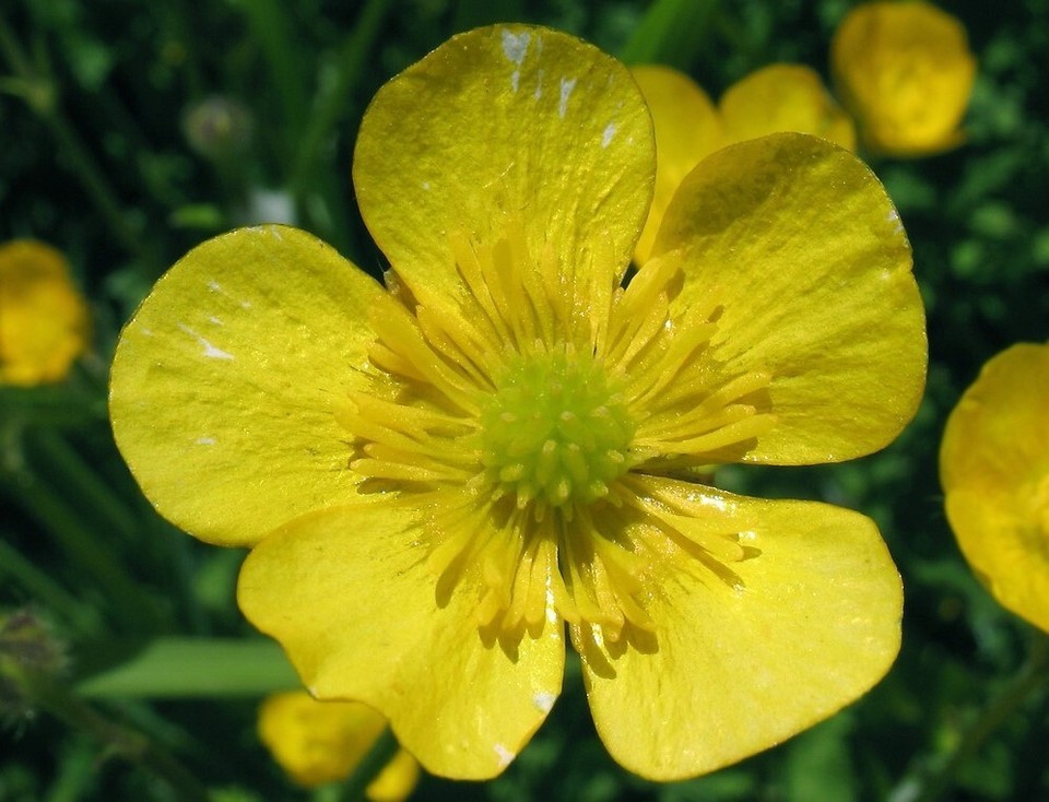 Creeping Buttercup - Ranunculus Repens Perennial Bare Root Package Of ...