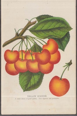 Stecher chromolithograph fruit plate 1880s: Yellow Spanish Cherry | eBay