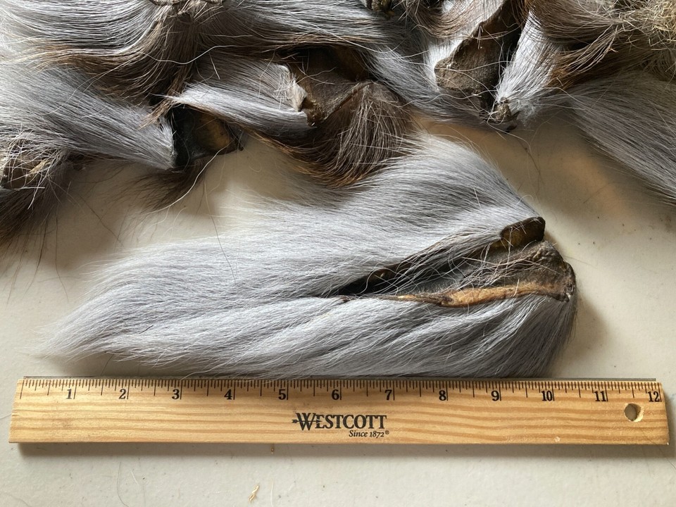 Gray Northern Bucktail Tails for Fly and Jig Tying. 9-11 inches long | eBay