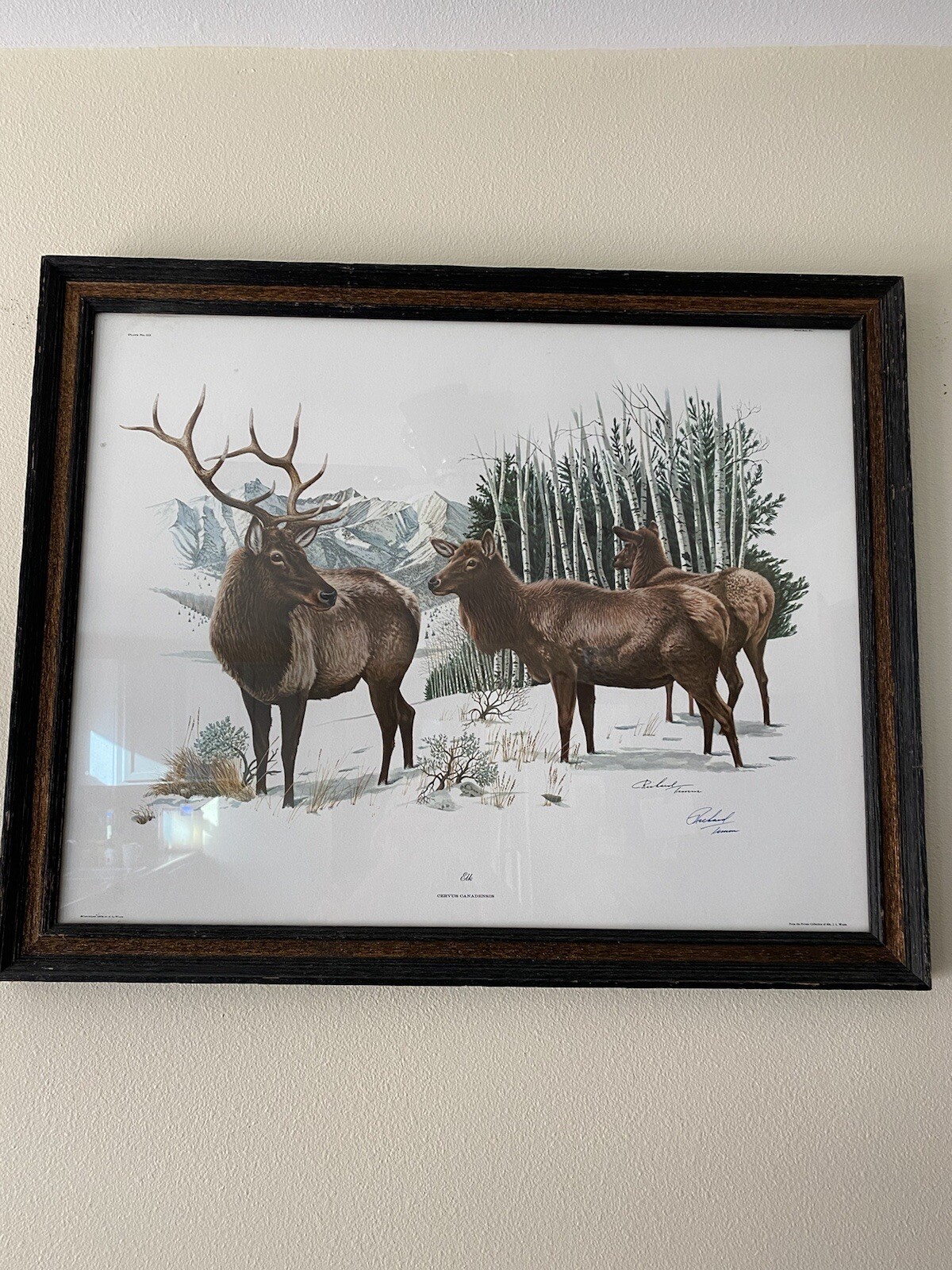 Vintage Richard Timm Signed Framed Elk Print | eBay