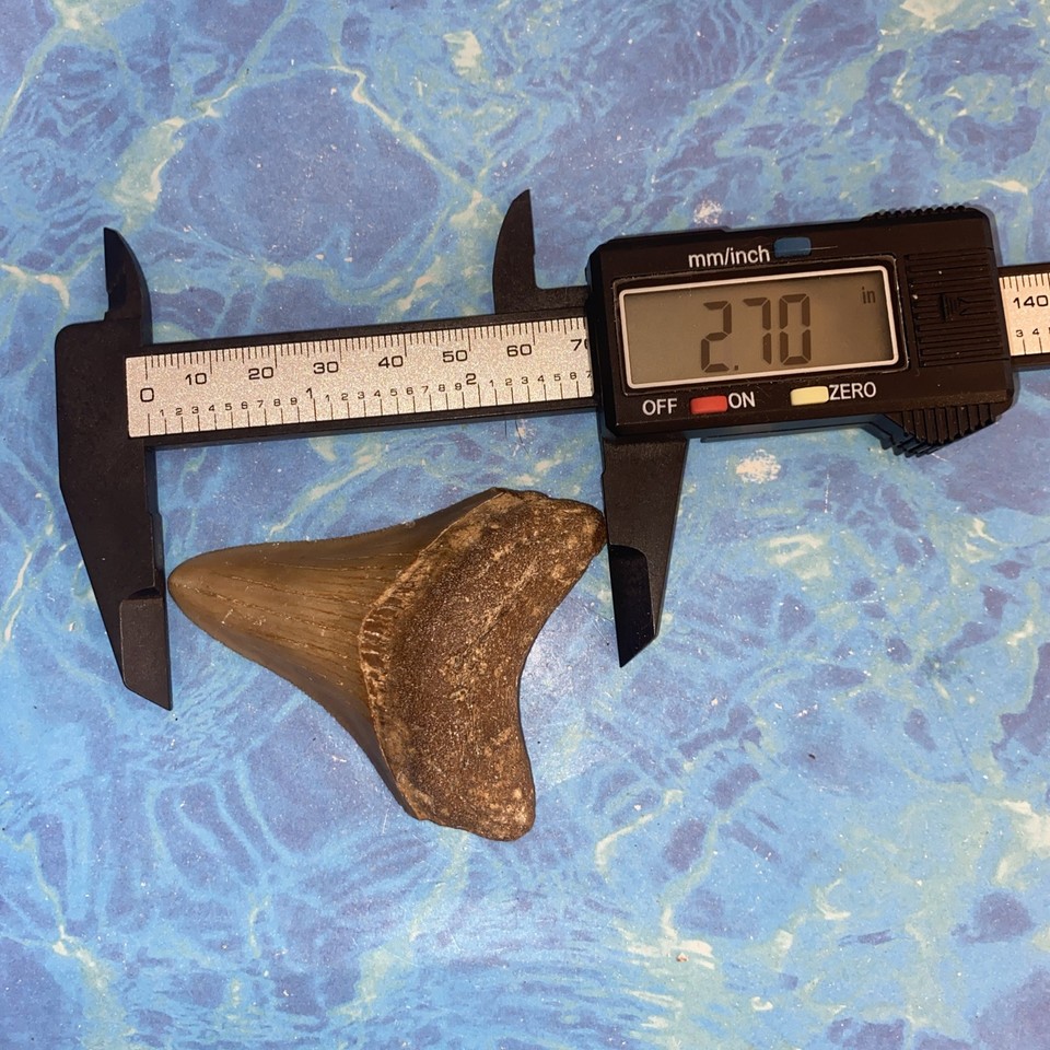 MEGALODON SHARK TOOTH 2.70” 2.83” Set of 2, TEETH MEG SCUBA FOSSIL NC ...