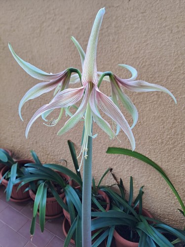 Hippeastrum Aulicum var Robustum x Tarantula - 10 seeds | eBay