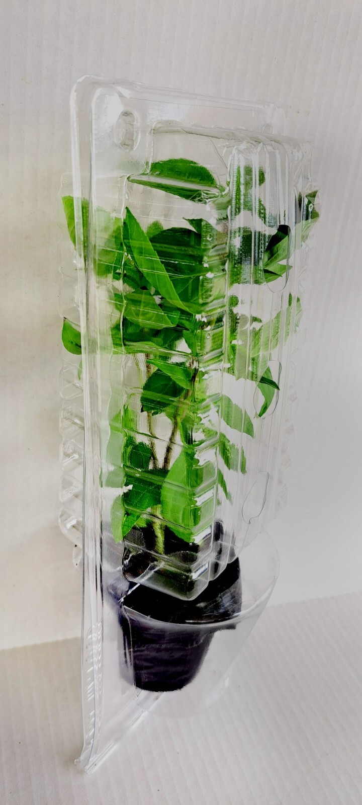 Live Plant Shipper 7 inch Clone Shipping Clamshell Packaging | eBay